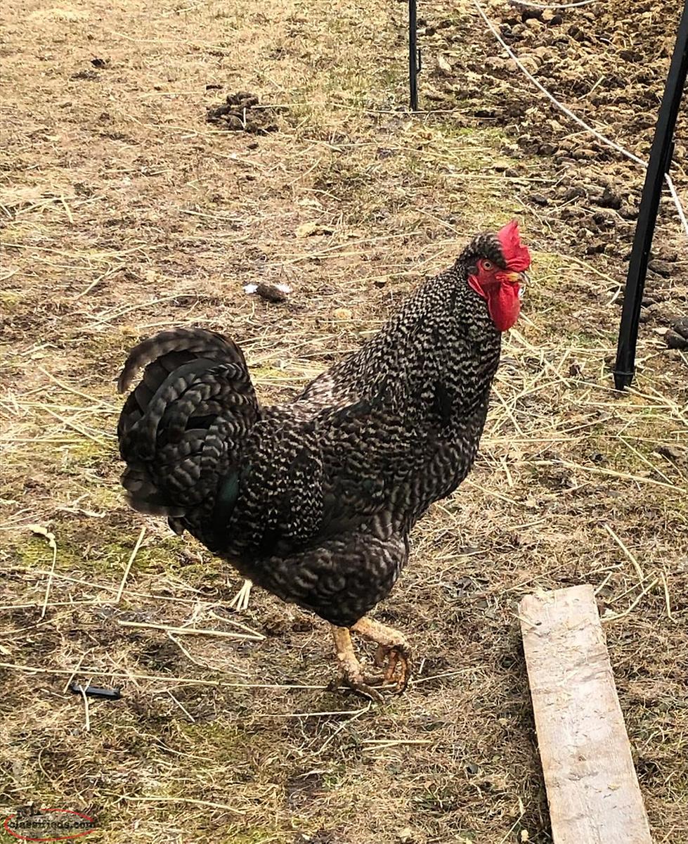Barred Rock Rooster - Cormack, Newfoundland Labrador | NL Classifieds