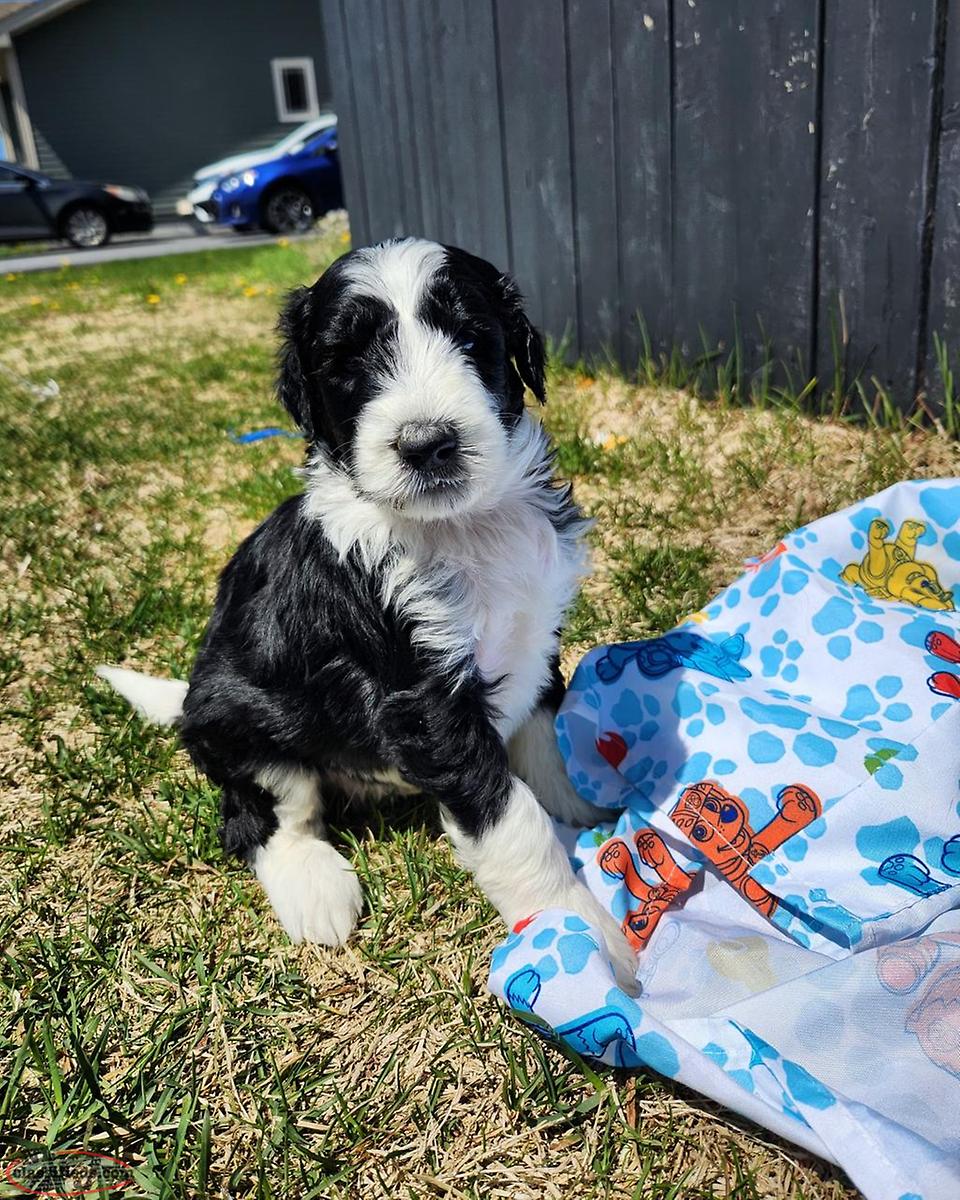 Sheepadoodle puppies - Clarenville, Newfoundland Labrador | NL Classifieds