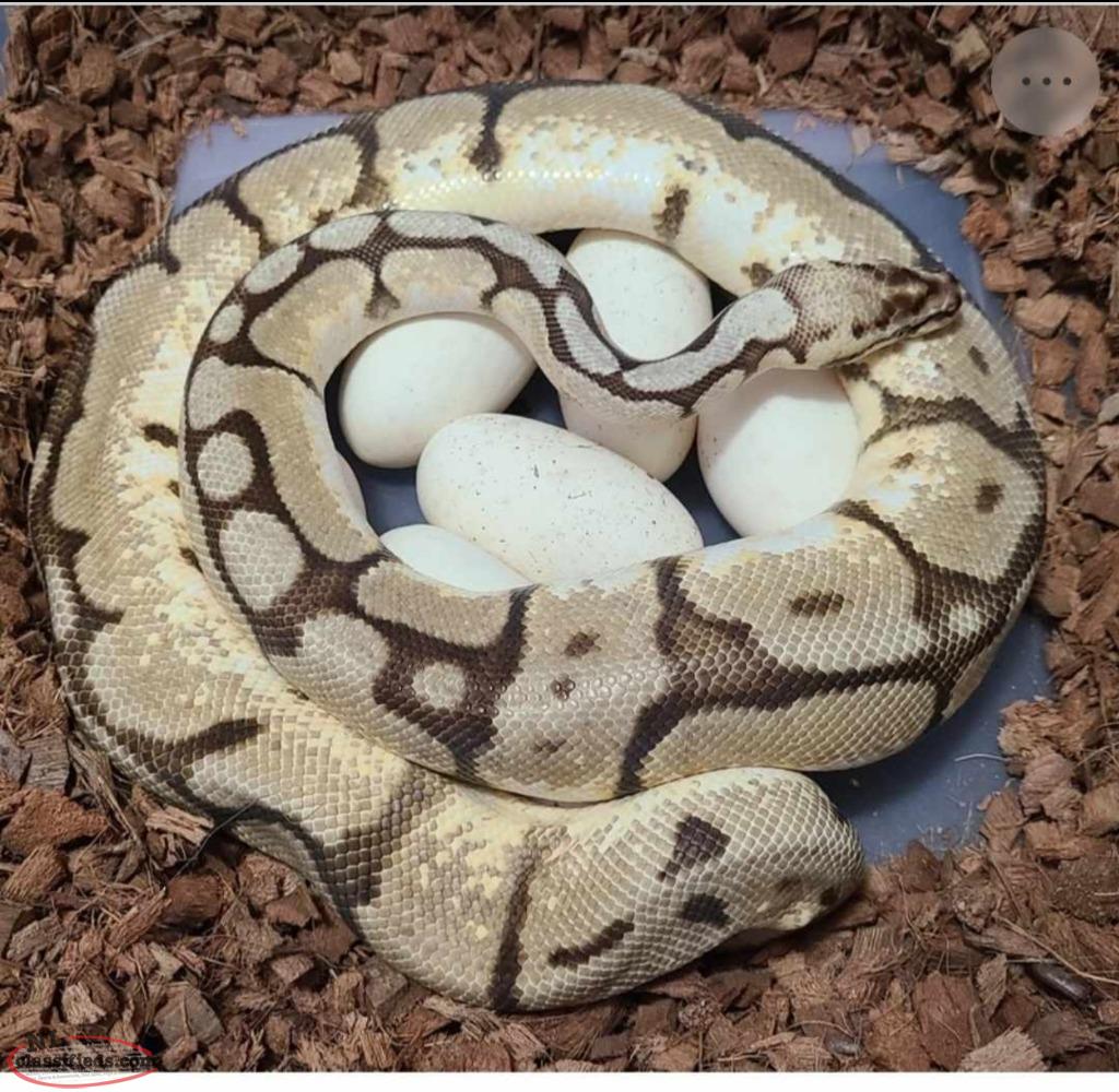 Pastel fire Spyder ball python female and enclosure - Norris Arm ...