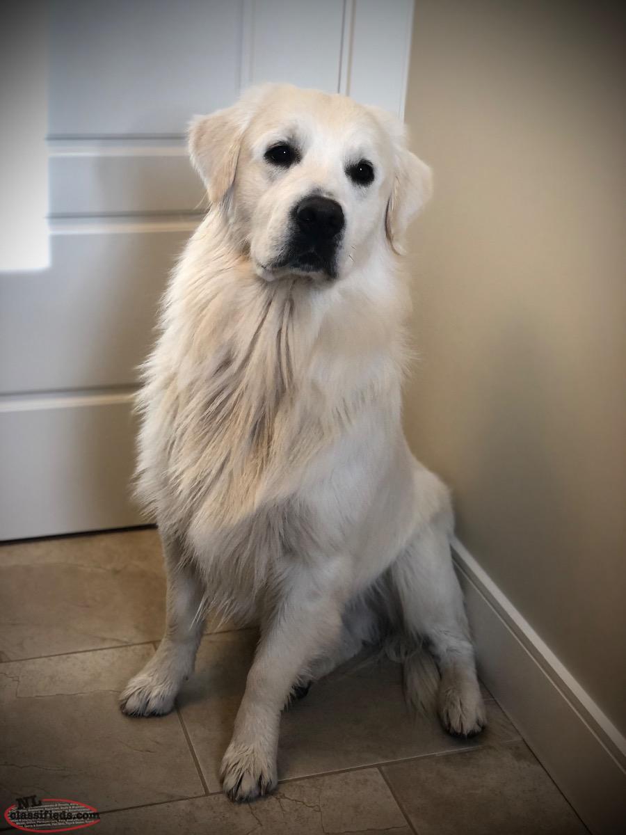 European English Cream Golden Retriever! - Marystown, Newfoundland ...