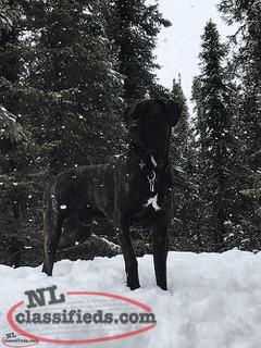 *Only a few Females Left* English / Italian Mastiff Puppies - Mahers ...