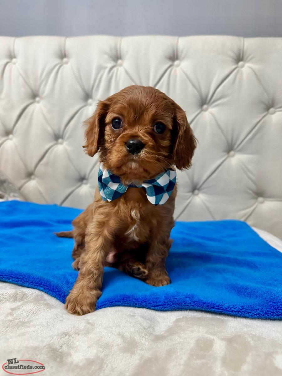 Cavalier King Charles Puppy ( Ready to Go this week ) Delivery ...