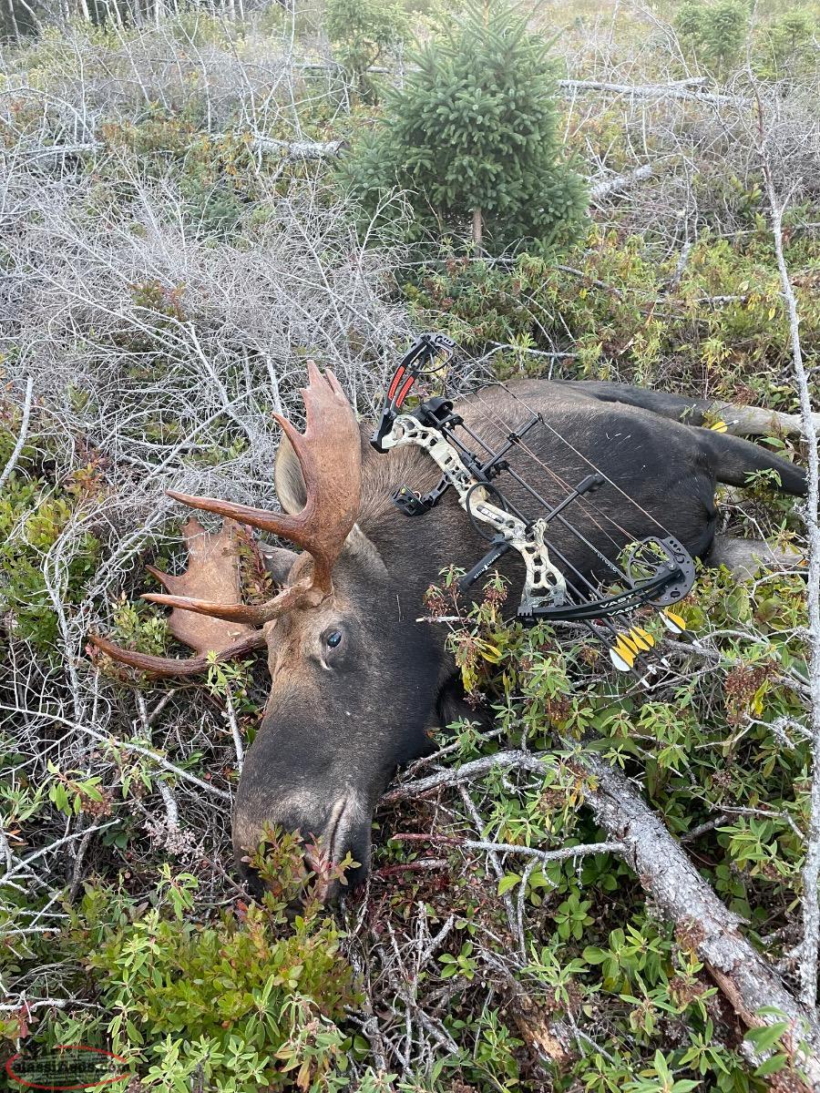 Bear vast bow - Dildo, Newfoundland Labrador | NL Classifieds