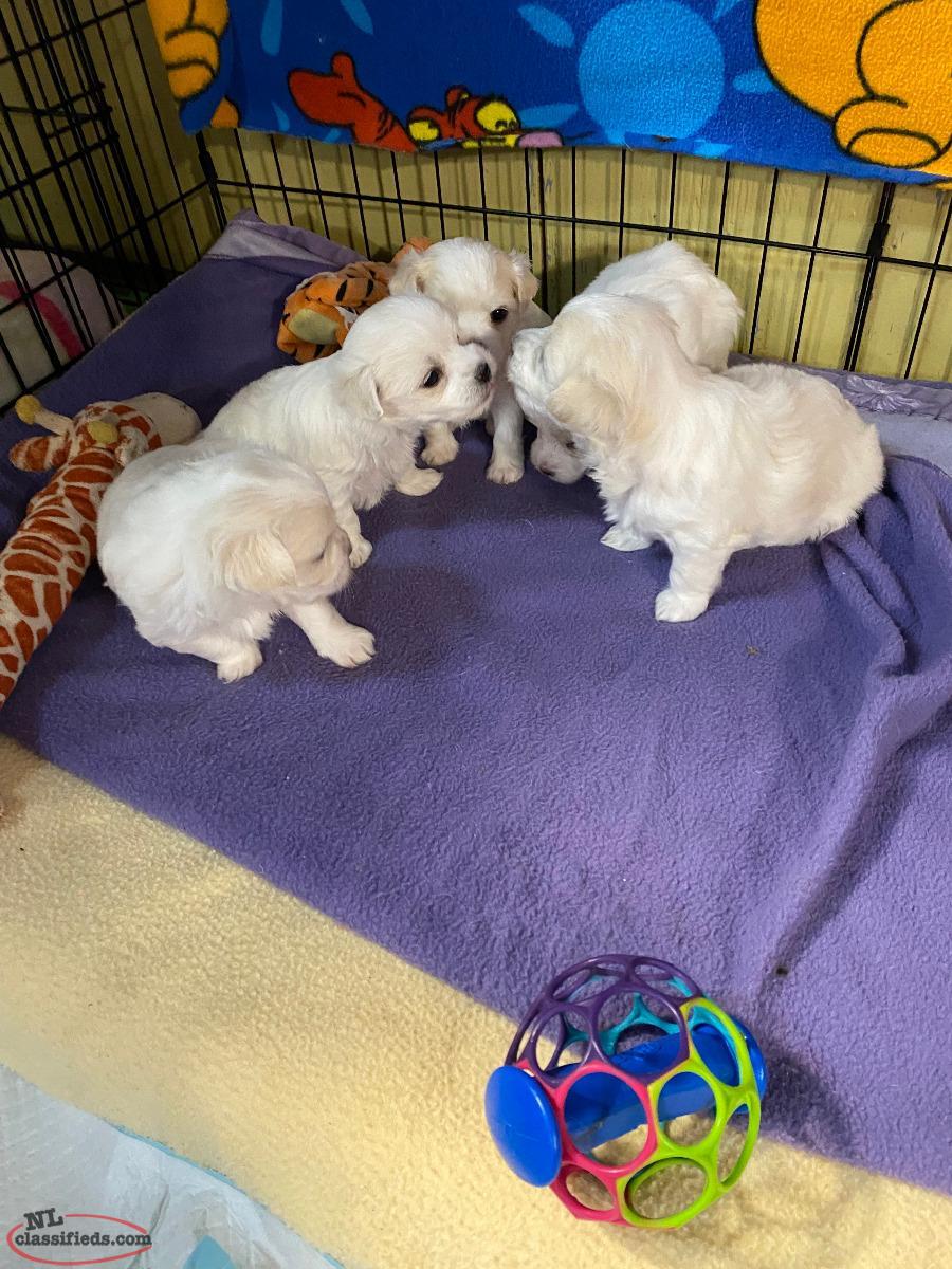 Maltese Puppies for Sale - Portugal Cove, Newfoundland Labrador | NL ...