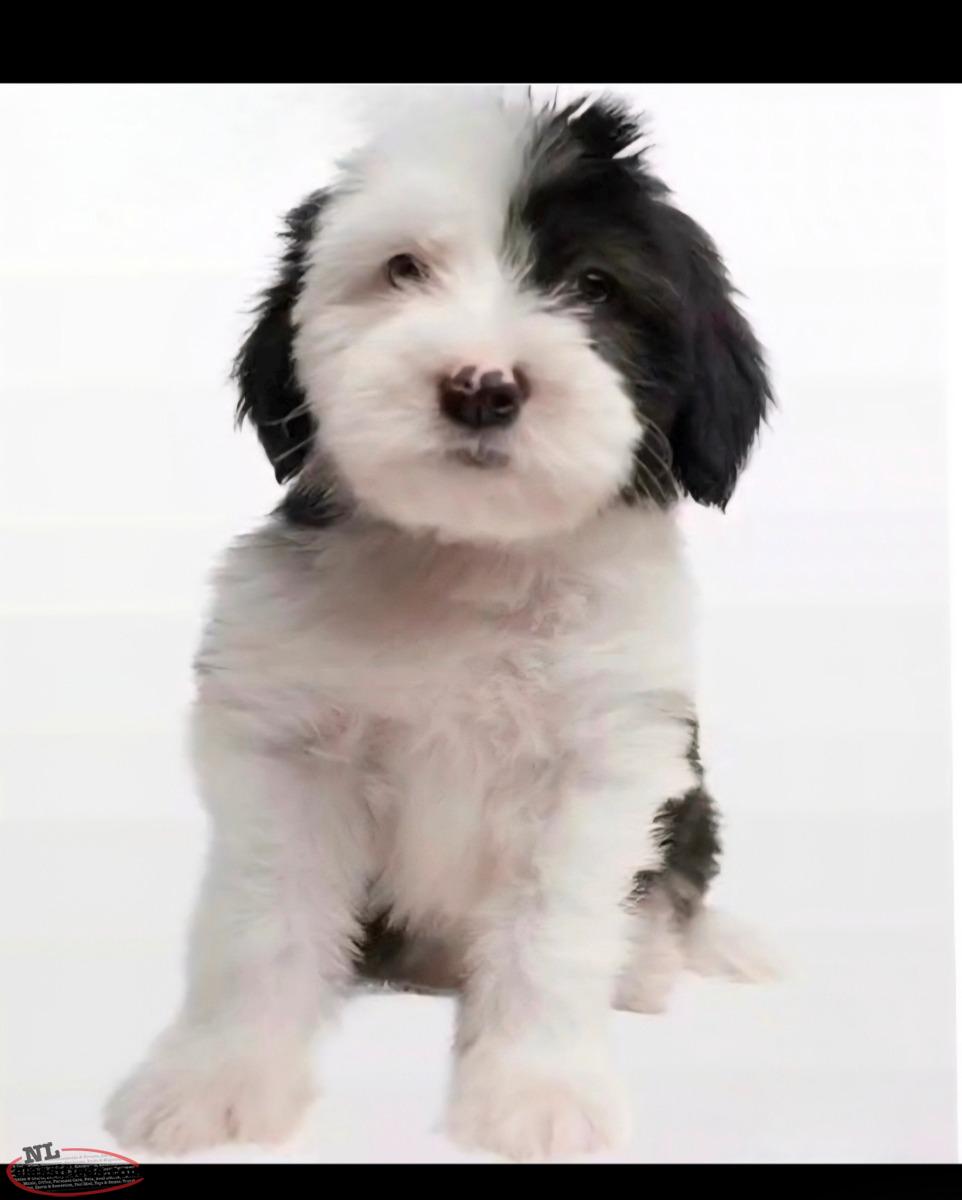 Old English Puppies ready to go July 11. Non shedding and hypo ...